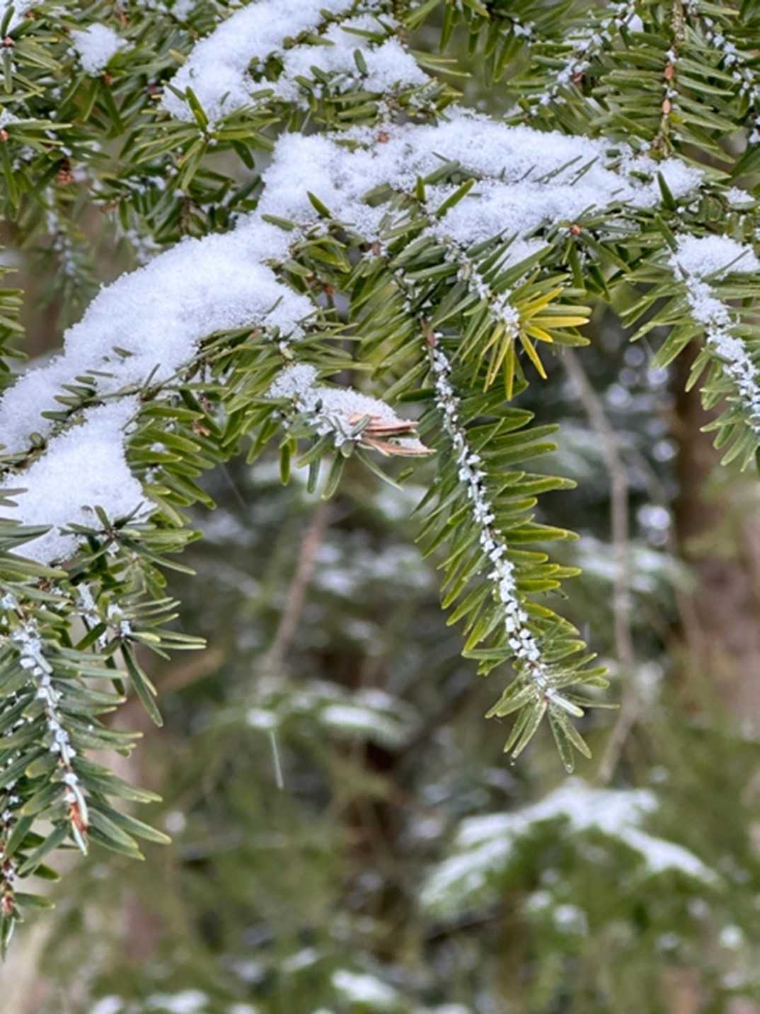 Survey on invasive insect planned | News, Sports, Jobs - Observer Today